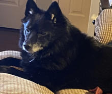 SchipperkeRescue.Net