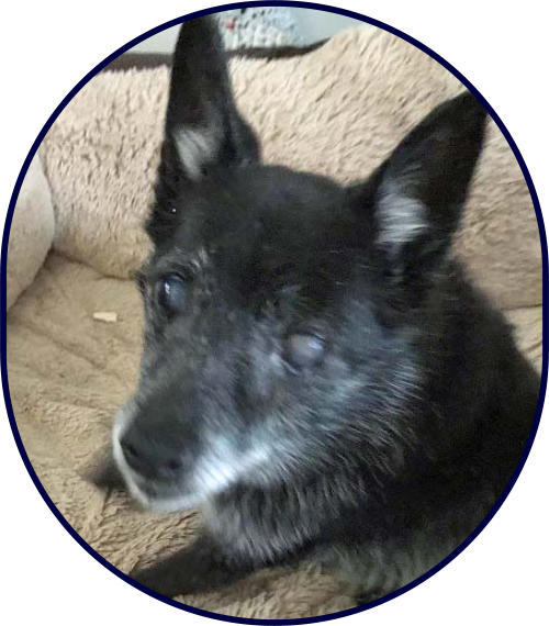 SchipperkeRescue.Net