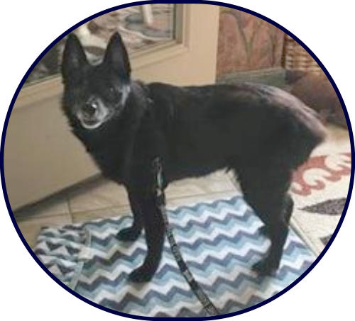 SchipperkeRescue.Net