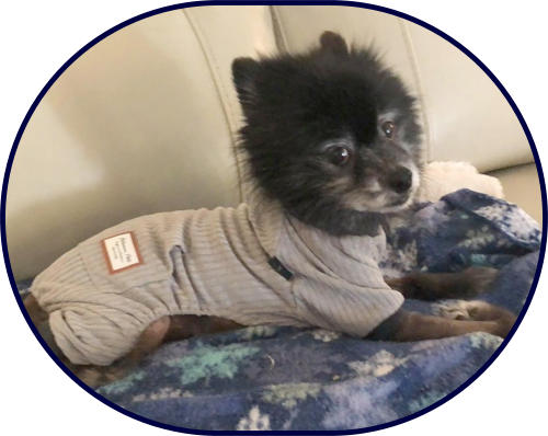 SchipperkeRescue.Net