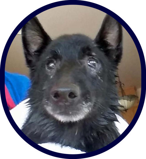 SchipperkeRescue.Net
