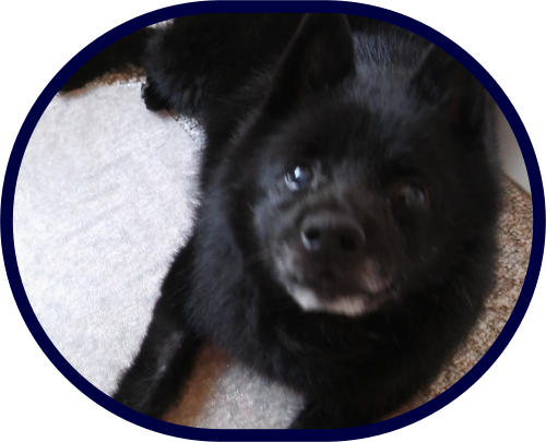 SchipperkeRescue.Net