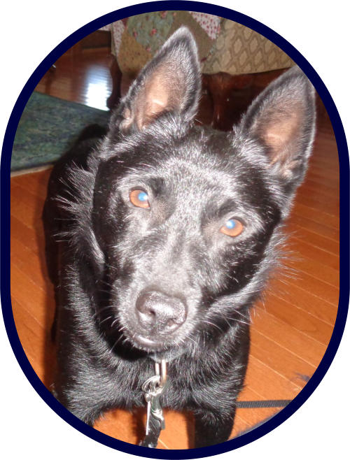 SchipperkeRescue.Net