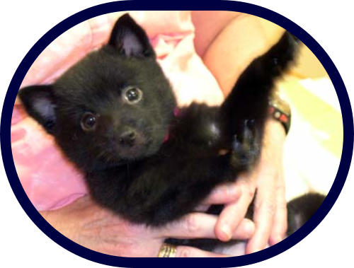 SchipperkeRescue.Net