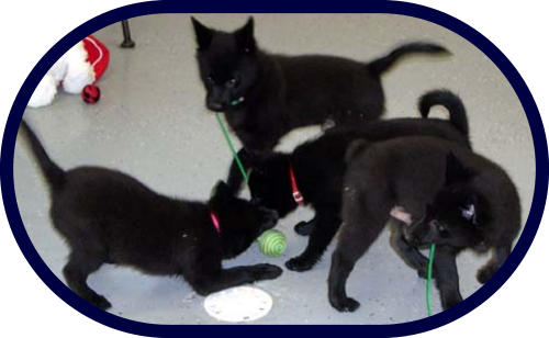 SchipperkeRescue.Net