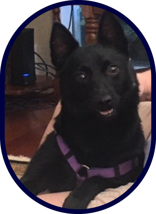 SchipperkeRescue.Net