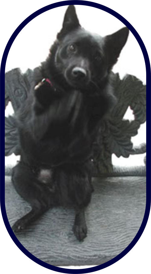 SchipperkeRescue.Net