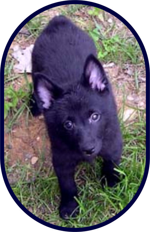 SchipperkeRescue.Net