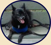 SchipperkeRescue.Net